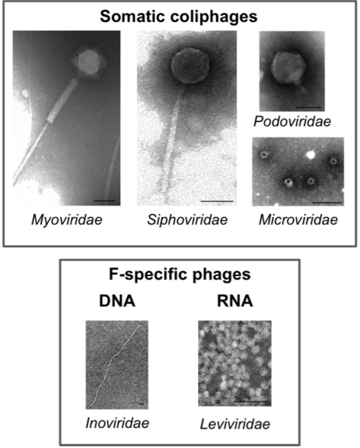 GL Biocontrol - Qui sont les coliphages, nouveau paramètre de la ...