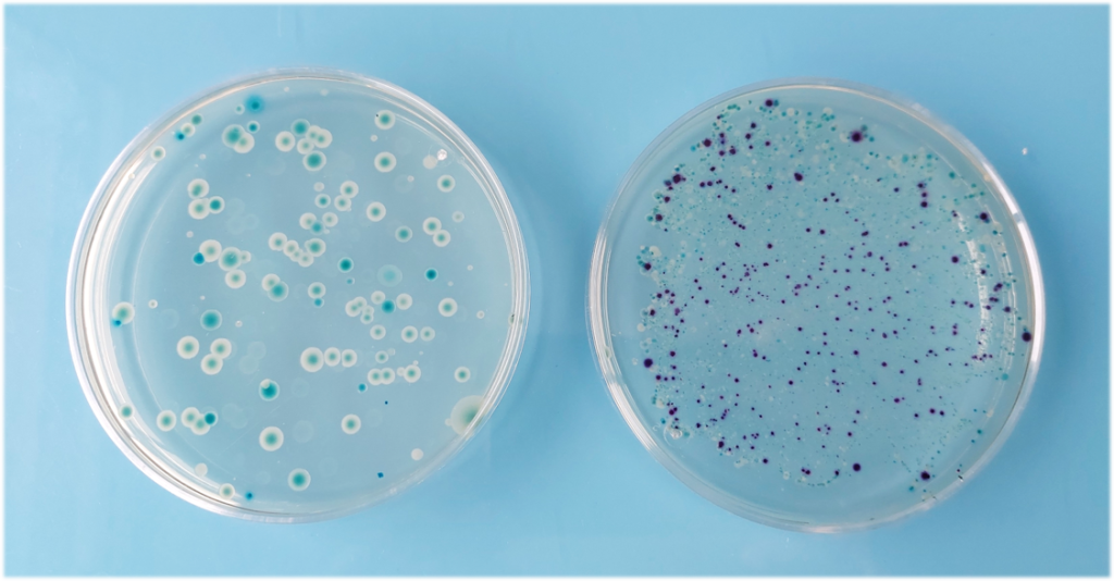 GL Biocontrol - Détection d’E. coli, pas si simple de s'y retrouver
